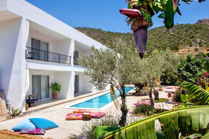 Gammi Hayıtbükü - Mesudiye