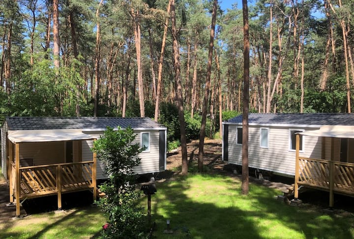 Premium-roodborstje 6p - Beerse