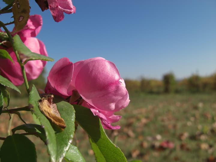 La Forge Du Château De Coujan - Autignac