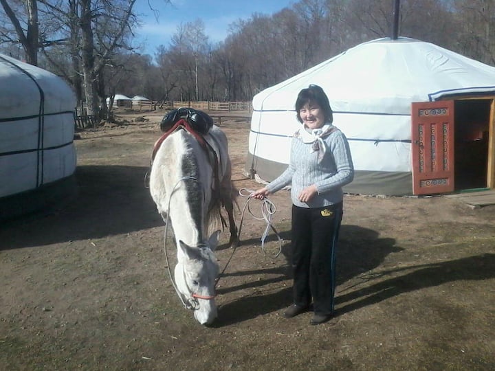 Mongolian Horse. - Ulanbator