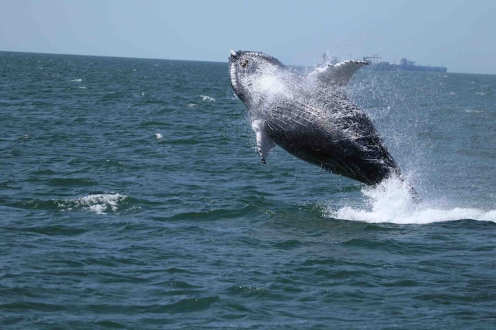Whale Watching Cottage By The Creek - Cape May, NJ