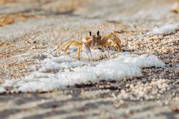 Sea Salt Hideaway - Condotel On Daytona Beach - 플로리다