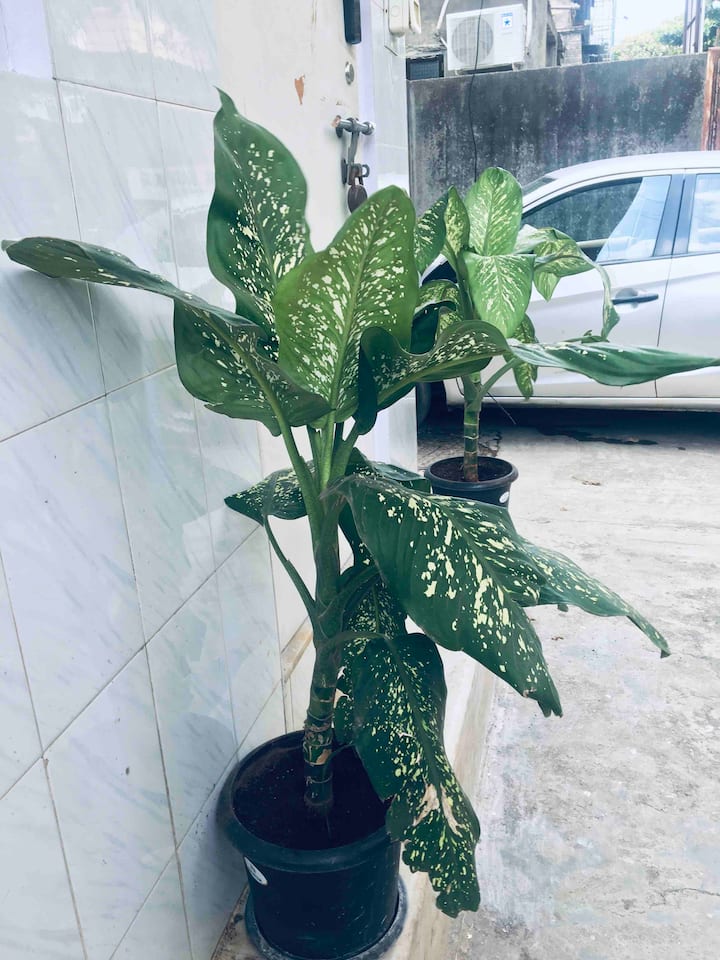 A Rustic Earthy Home A1 - Mumbai