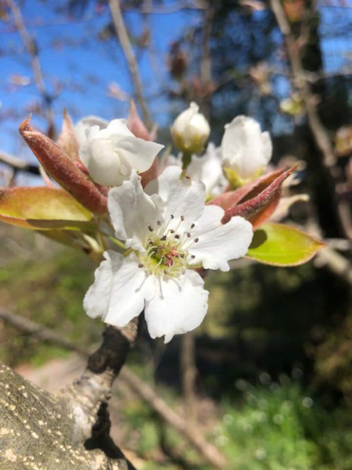 'Colwyn' - A Classic Mountain Cottage With A View - Blue Mountains