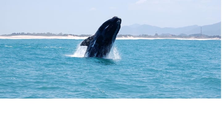 O Melhor De Garopaba (Casa 5) - Volli - Imbituba