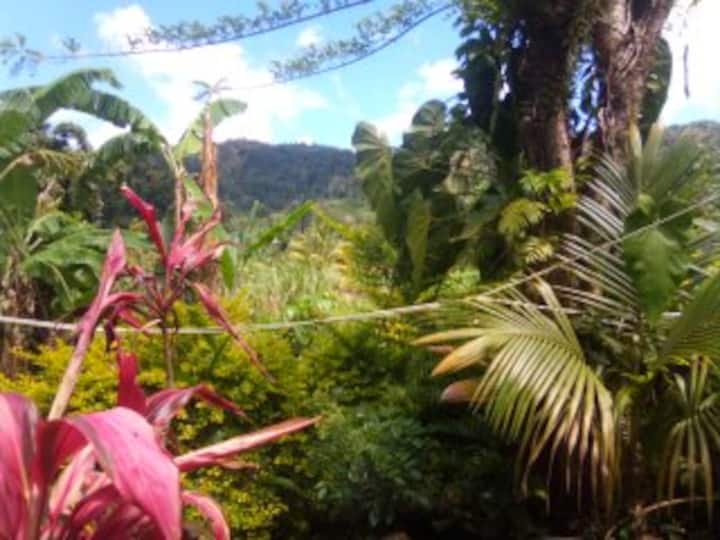 Mango Tree Room - Dominica