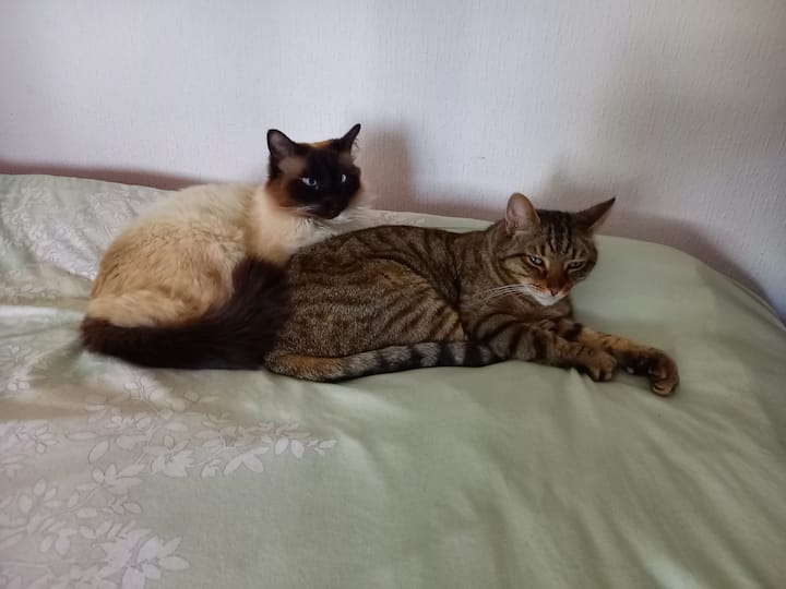 Sous Location 2 Pièces à Pers Aimant Les Chats - Montreux