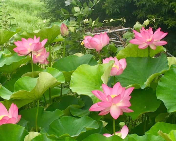 Lotus Home - Repentigny