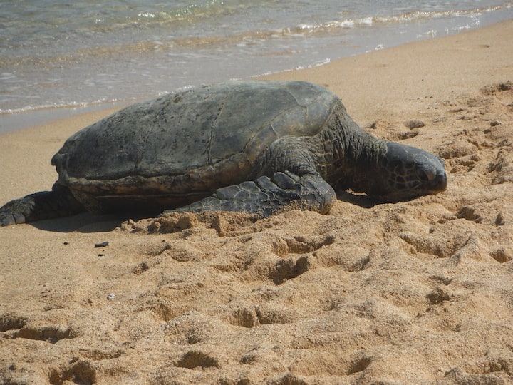 Great East Side Location, 1br+den, 100 Steps Beach - Kauai, HI