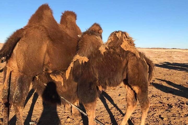Explore Gobi Desert And Nomadic Life - Mongolia