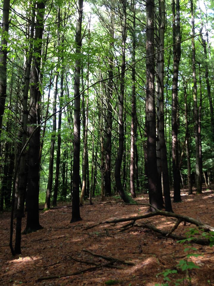 Circle Of Fire Tent-site - Dryden, NY