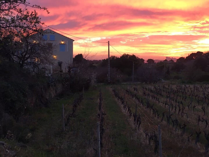Provence On Vineyard And By The Mediterranean - Saint-Cyr-sur-Mer