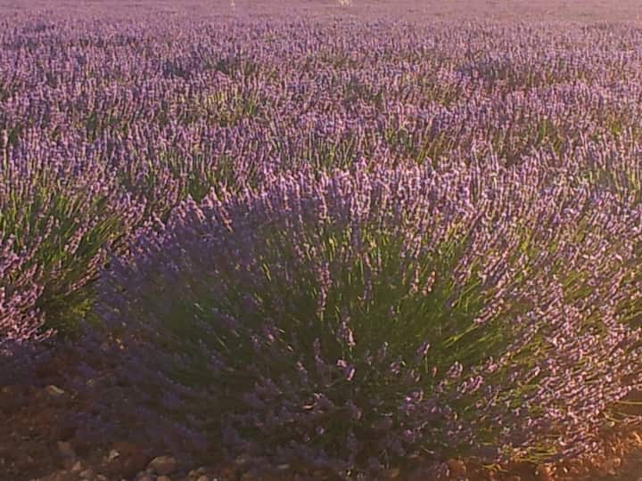 Les Lavandes - Valensole