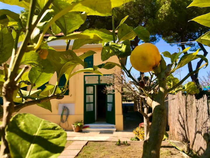 Lemon Garden Pisa - Pise