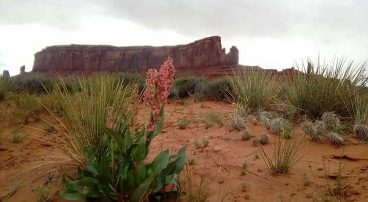 Dennehotso Holiday Rentals & Homes - Arizona, United States | Airbnb