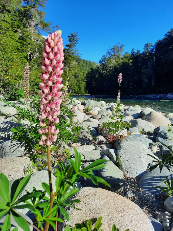 Un Lugar En Contacto Con La Naturaleza - Los Lagos