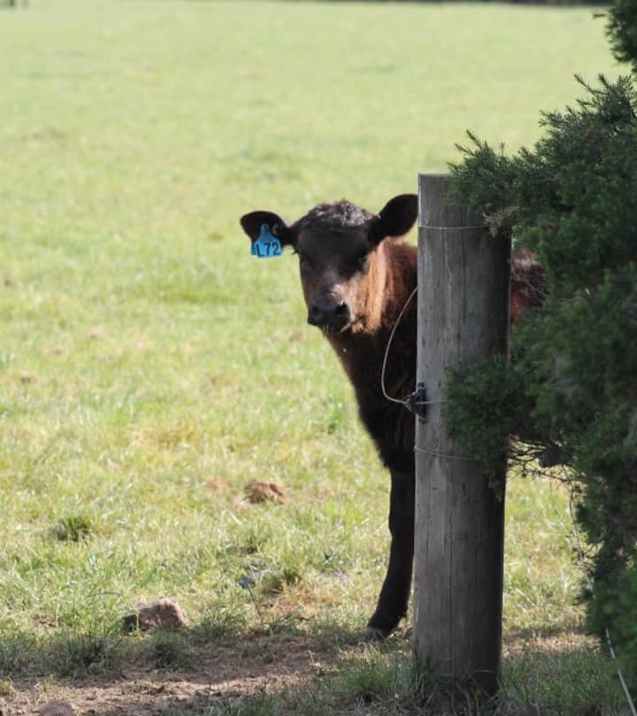 Bimbadeen 2 Bedroom Farm Retreat - Ventnor
