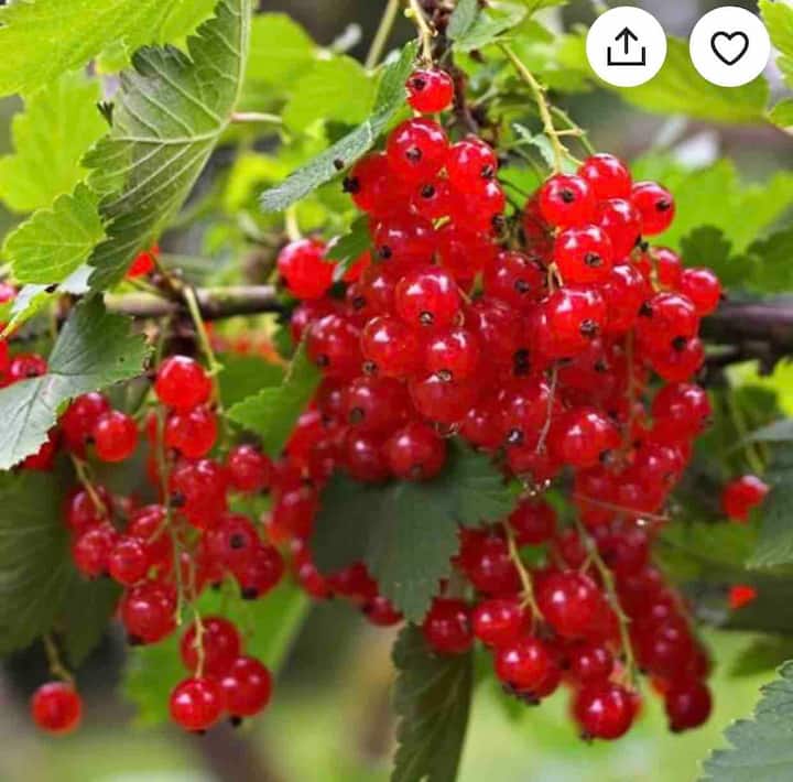 7.frutos Rojos - Alcalá de Henares