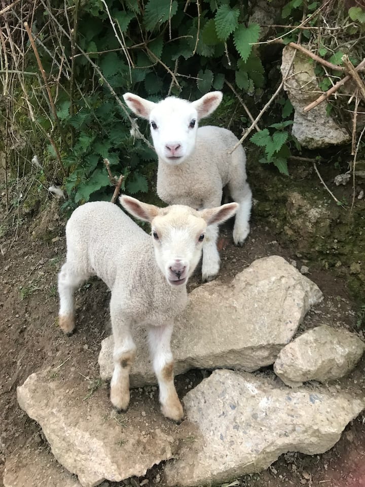 Comfortable Double Room In Old Farm House. - Noss Mayo