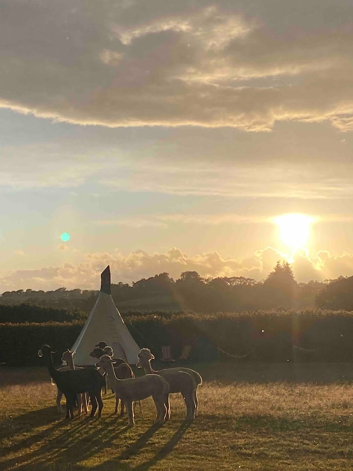 Yurt , Native American , Totnes Devon - Totnes