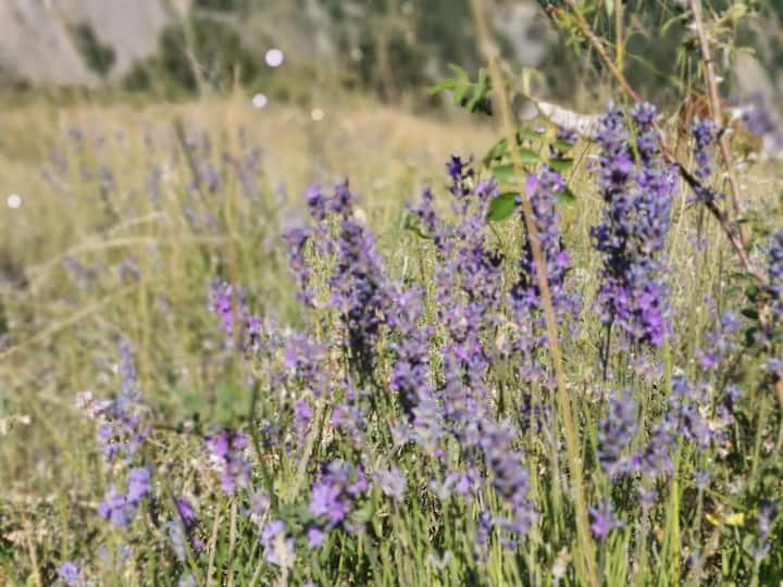 Camping Dans Ferme éQuestre - Selonnet