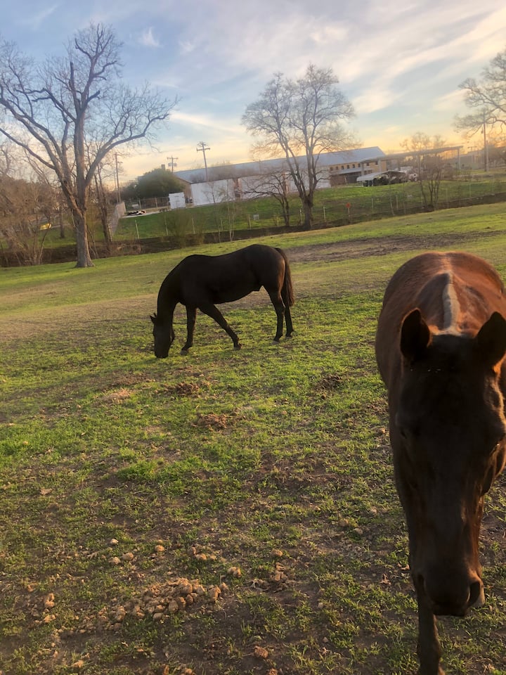 Historic Pearl District Home *Horse Pasture View* - San Antonio