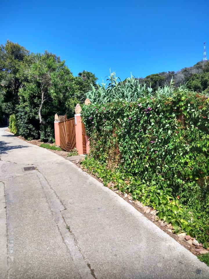 Les Bambous N°2 - Île du Levant