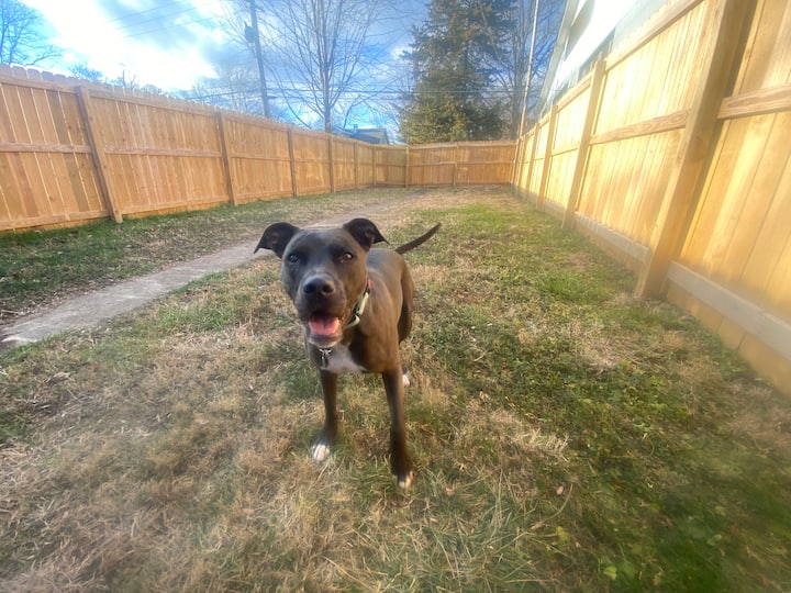Pup Paradise - Privacy Fence! - Belleville, IL