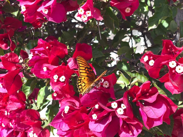 La Casa De Las Bugambilias- Enchanting Views - San Miguel de Allende