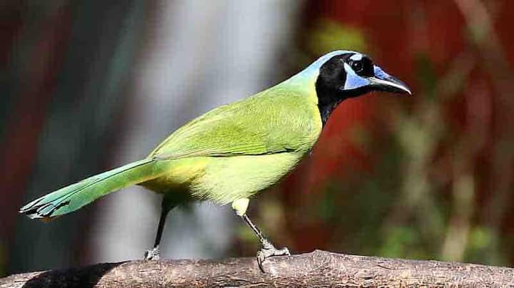 Green Jay Cottage - Brownsville, TX
