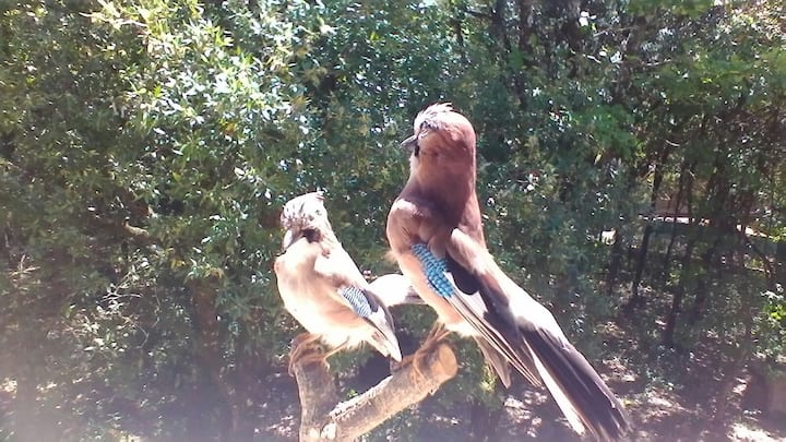 Villa La Ghiandaia (Pica Pica) - Perugia