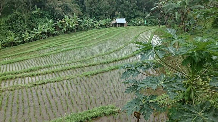 10 Best Farm Stays In Bali, Indonesia - Updated 2025 | Trip101