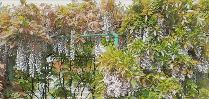 Casa Bertolini: Appartamento Glicine - Comano