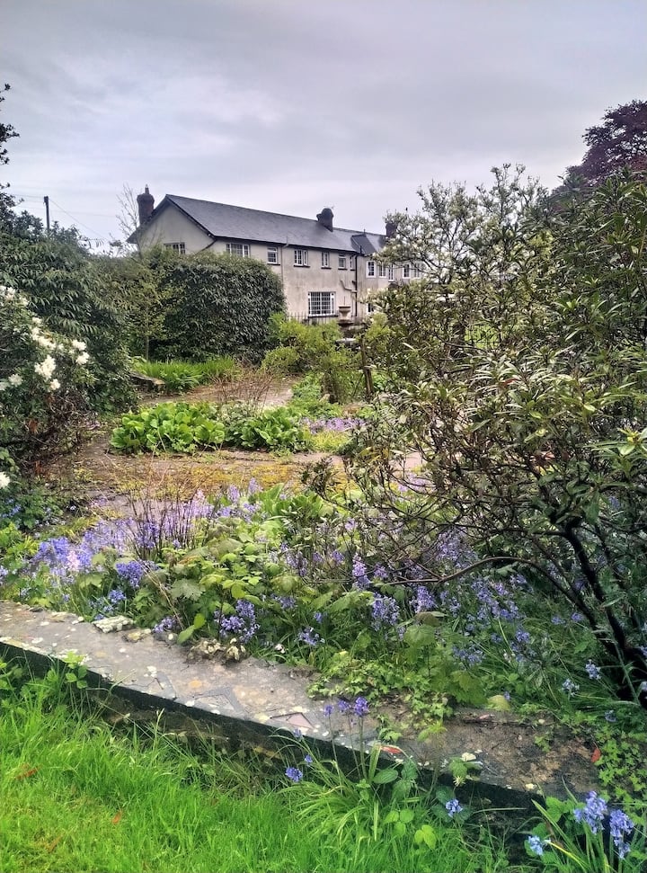 Conifers - North Devon District