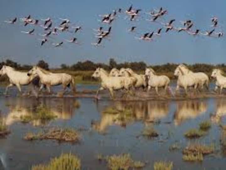 Chambre Entre Nimes Et Arles En Camargue - Saint-Gilles