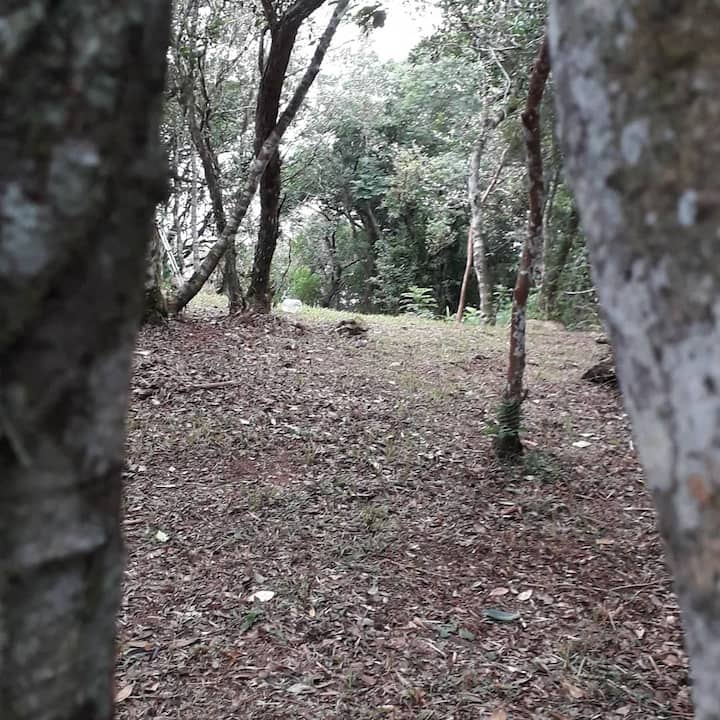 Acampar Em Meio à Natureza. Borboletas E Aves. - Palhoça