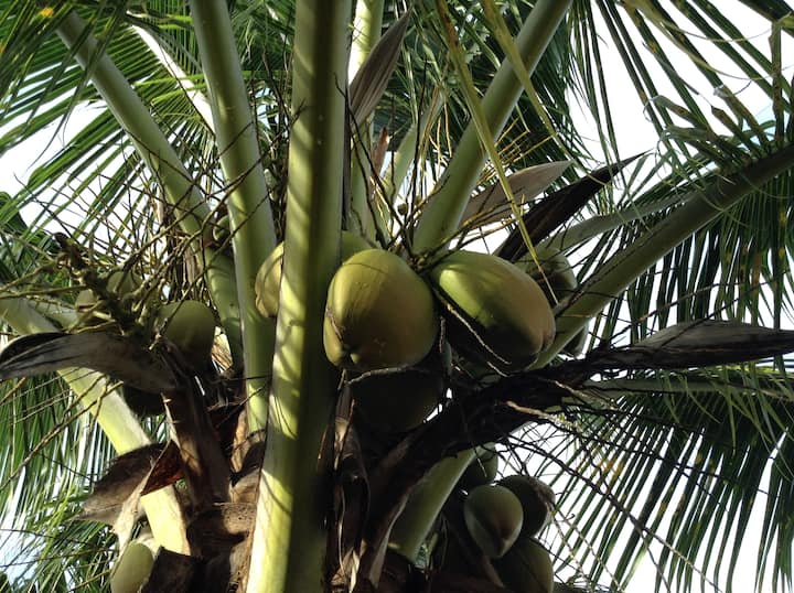 Tropical Tranquil Queen Studio - Nasáu