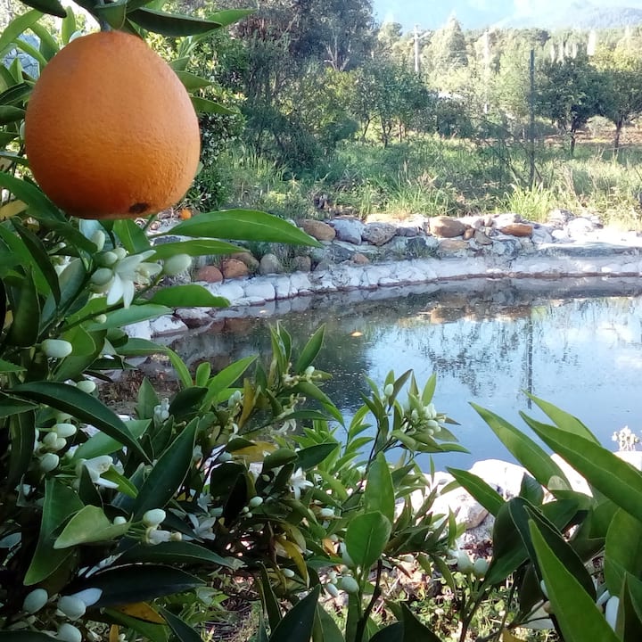 Sağlıklı Ve Doğal Yaşam Köyü - Köyceğiz