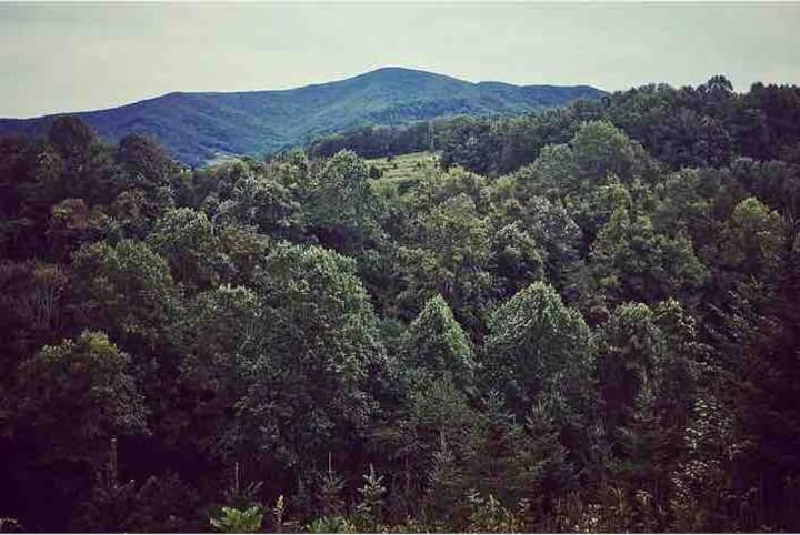 Pet Friendly Roan Mountain Homestead - Roan Mountain