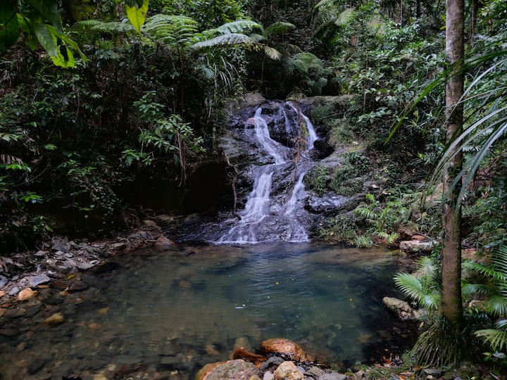 Welcome To A Tropical Paradise - Daintree