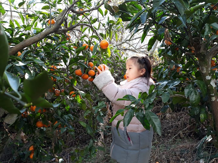 무료감귤체험!불멍,바베큐 아이니하우스 (성산일출봉 전망)/유아식탁의자,욕조제공 - 구좌읍