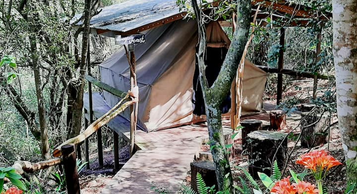 Deep Forest Tent - Rheenendal