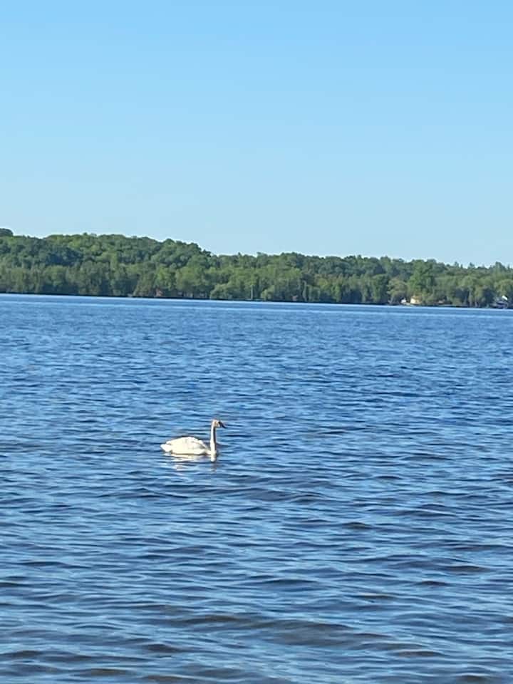 Amazing Lakefront Cottage On Sturgeon Lake - Kawartha Lakes