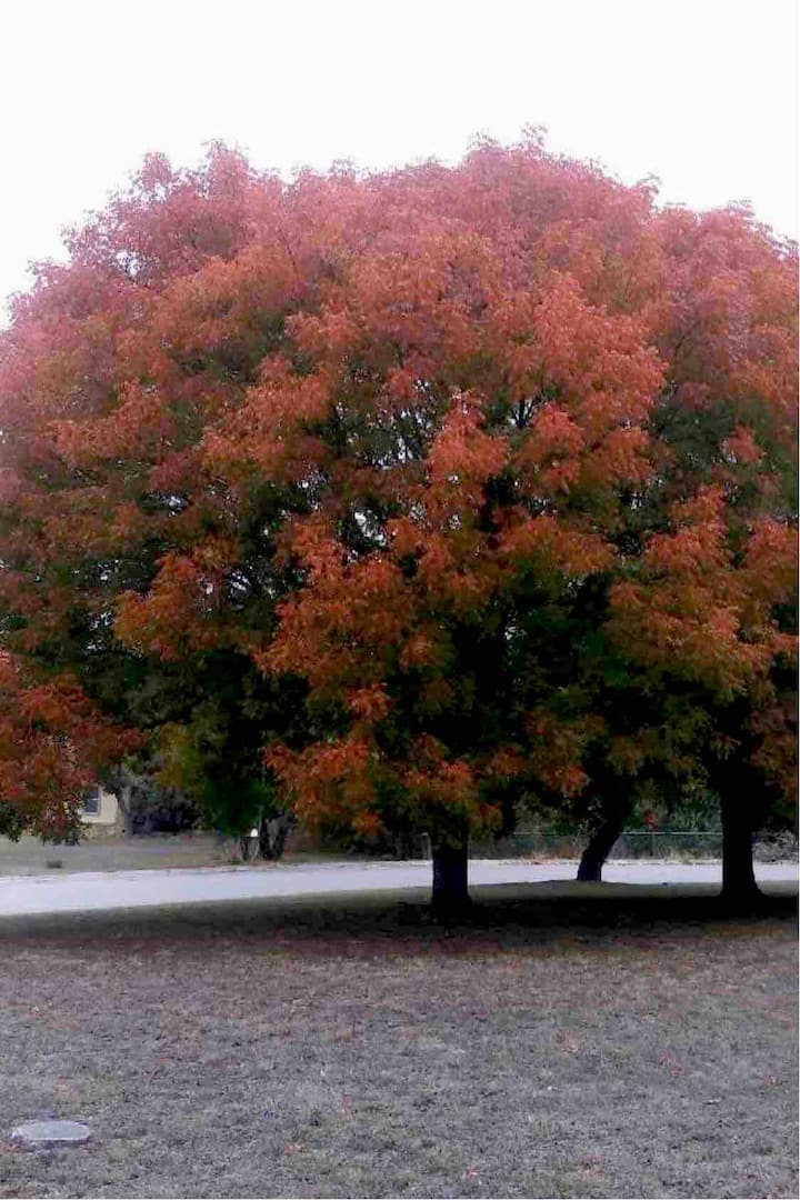 A 1940’s Family Guest House, 1 Acre, Fenced, Gated - Kerrville, TX