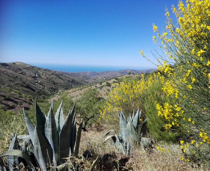 Tranquil Organic Almond Farm W Beautiful Sea View - Cádiar
