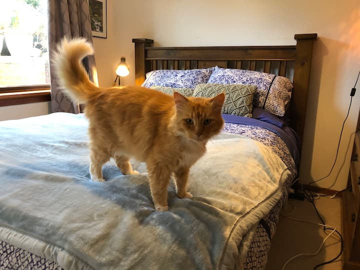Super Comfortable Bed, Peaceful Home With View - Dunedin