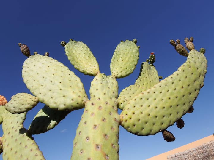 La Casa De Pastel - El Cotillo