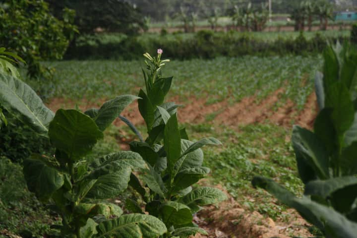 Villa Bigote (Hab. 1) & Panel Solar) & Wifi Gratis - Viñales