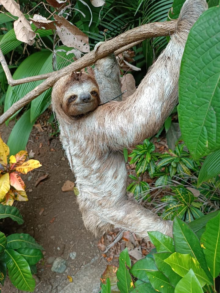 Casa Tuty En Playas De Manuel Antonio - Costa Rica