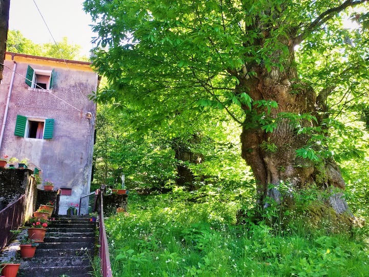 Single House In The Green Wild!casa Karmel - Fanano